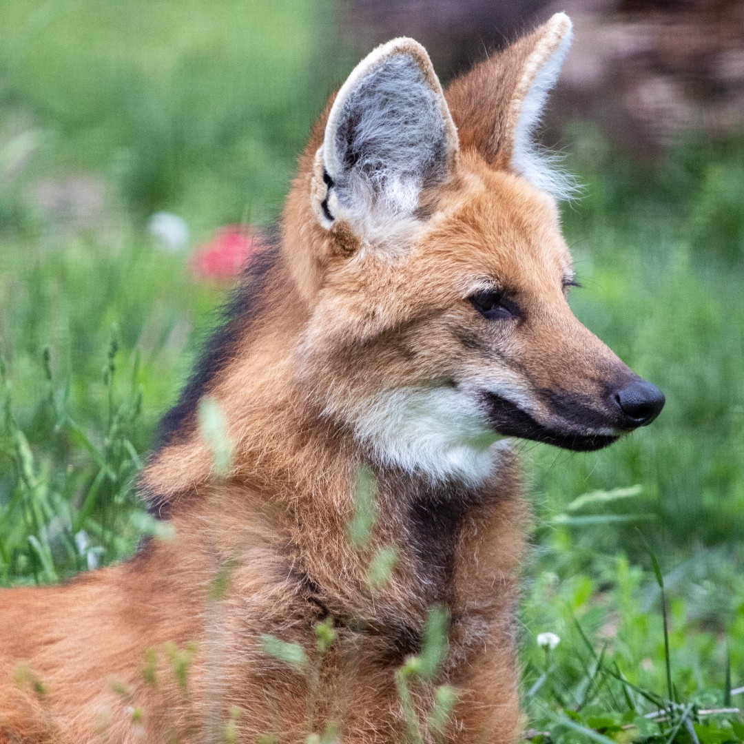Maned Wolf Habitat