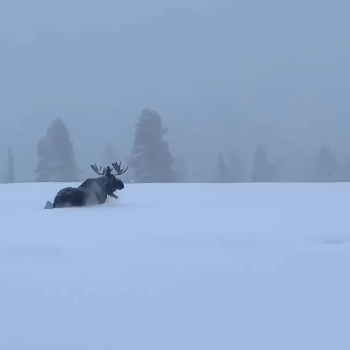 Moose In Deep Snow