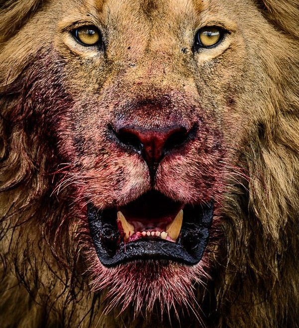 THE PREY VS PREDATOR MINDSET "The world is governed by hierarchy, don't ...