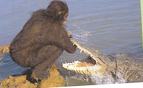 Walking With Cavemen Australopithecus