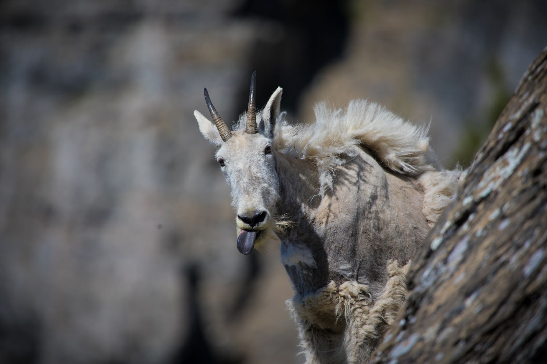 Tree On Mountain Goat
