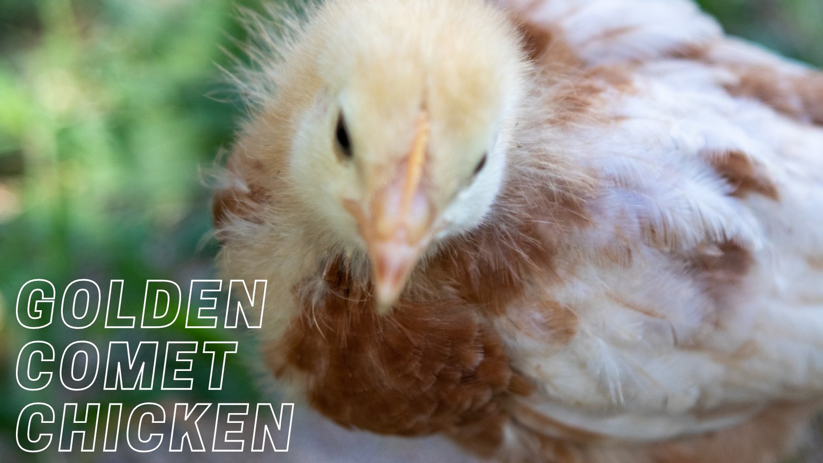 Golden Comet Chicken Eggs
