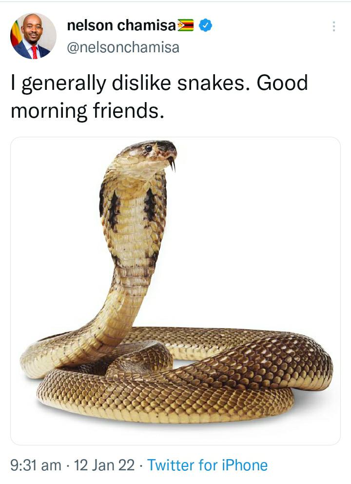 Good Morning Snake Memes Funny Good Morning Memes 22 02 22 2023