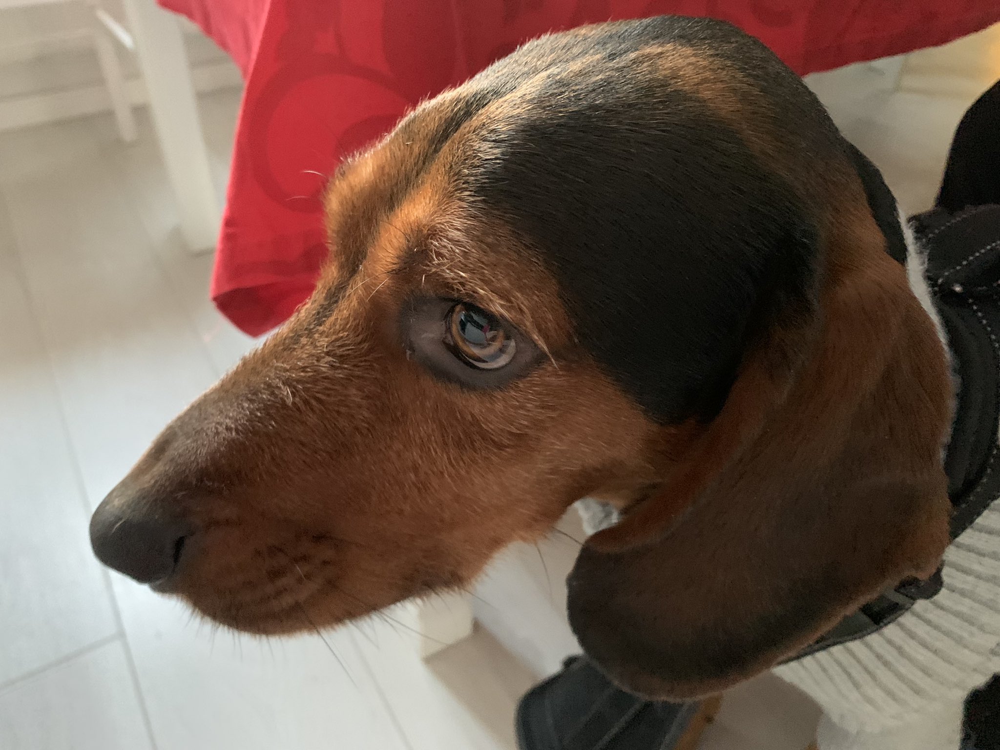 What Is The Breed Of Greek Harehound