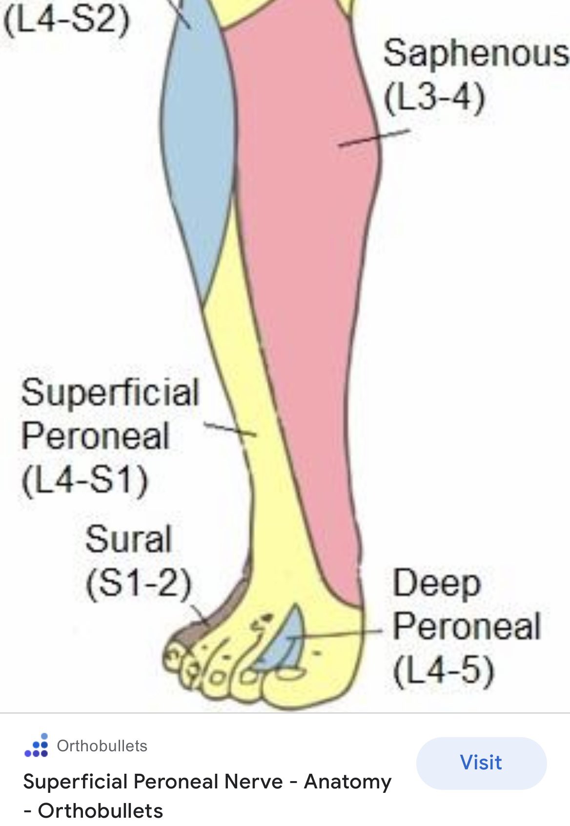 Sural Nerve Innervation