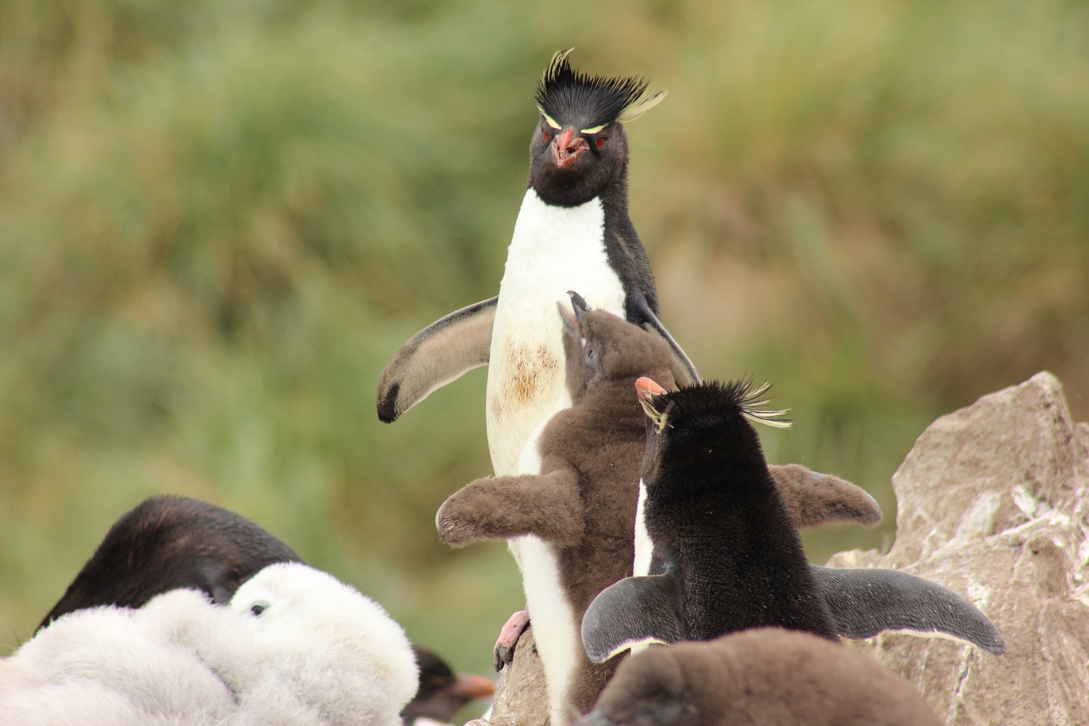 Rockhopper Penguin Jumping