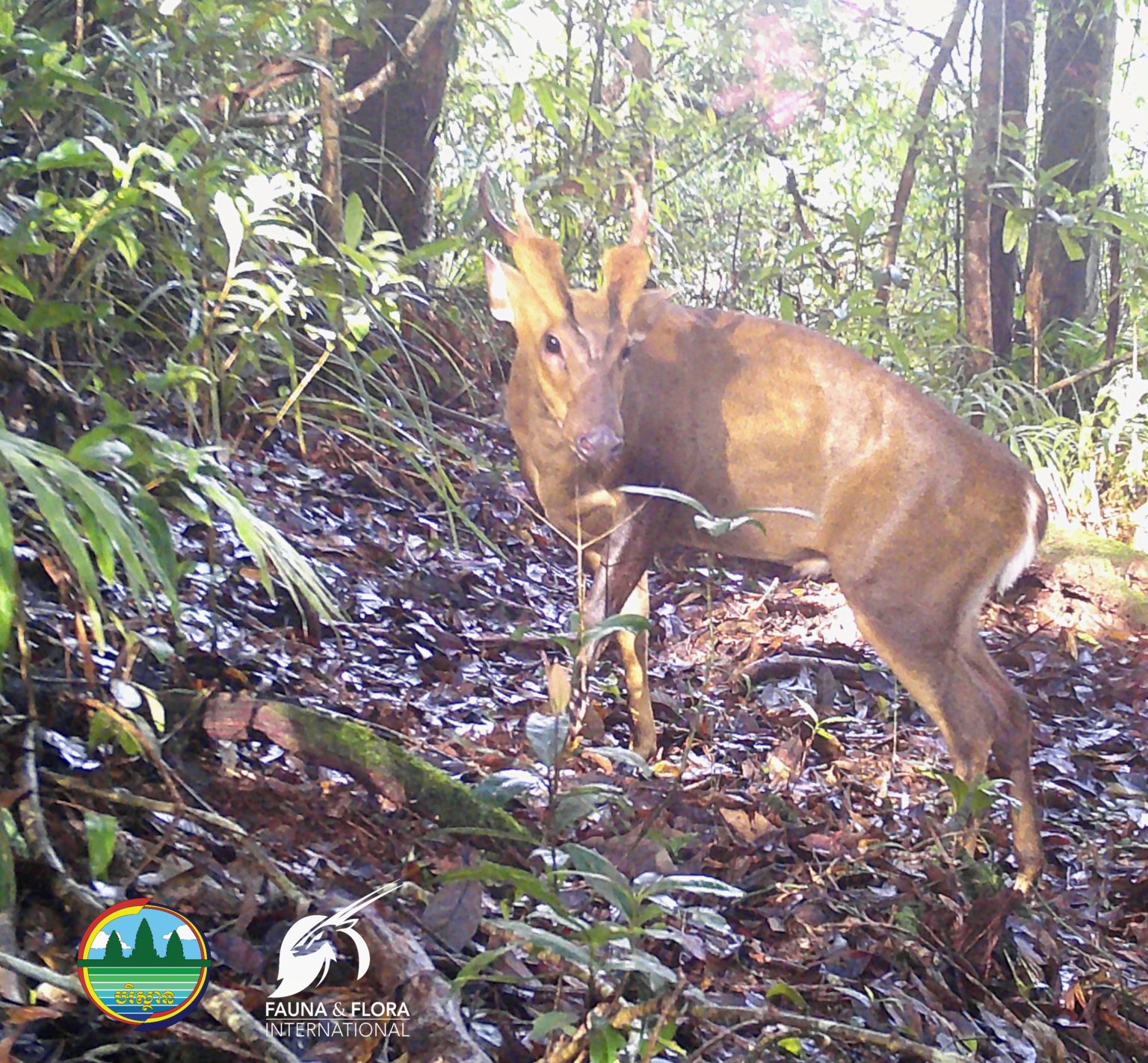 Giant Muntjac