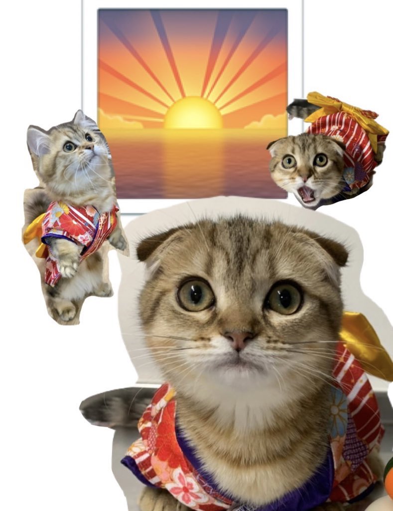 ビールねこ (@BEER_neko2) | Twitter