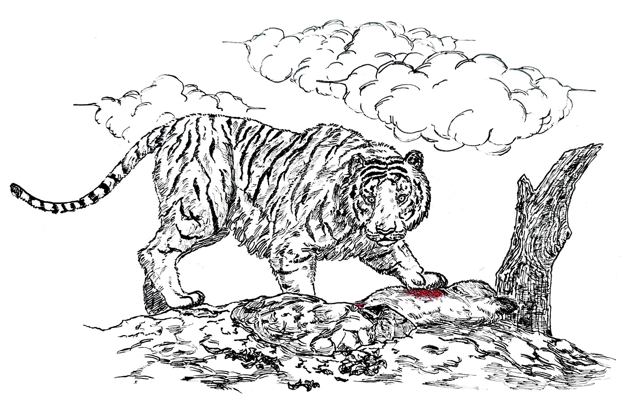 Panthera Tigris Soloensis