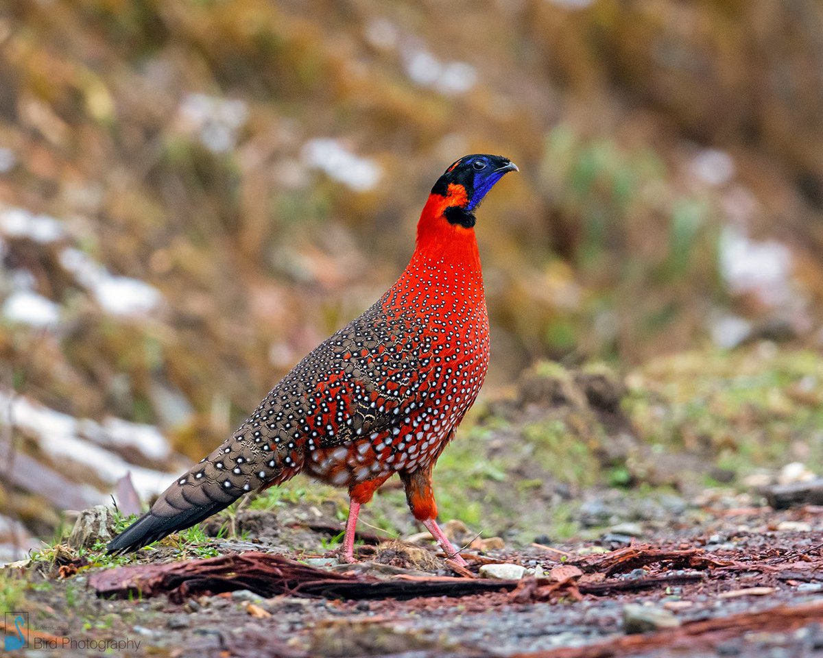 Crimson Horned Pheasant