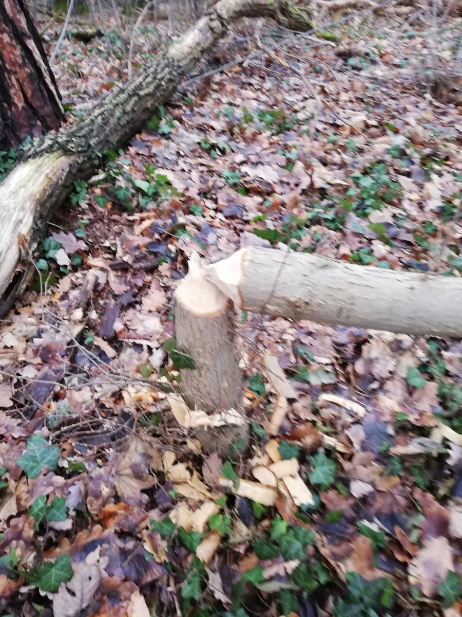 INitze (@i_nitze) | Twitter