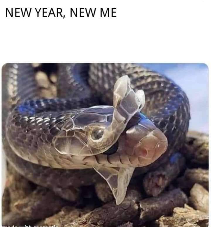 Snake Head Memes Unbelievable': Snake Swallows Entire Egg Bigger Than