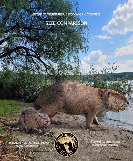 Prehistoric Giant Beaver