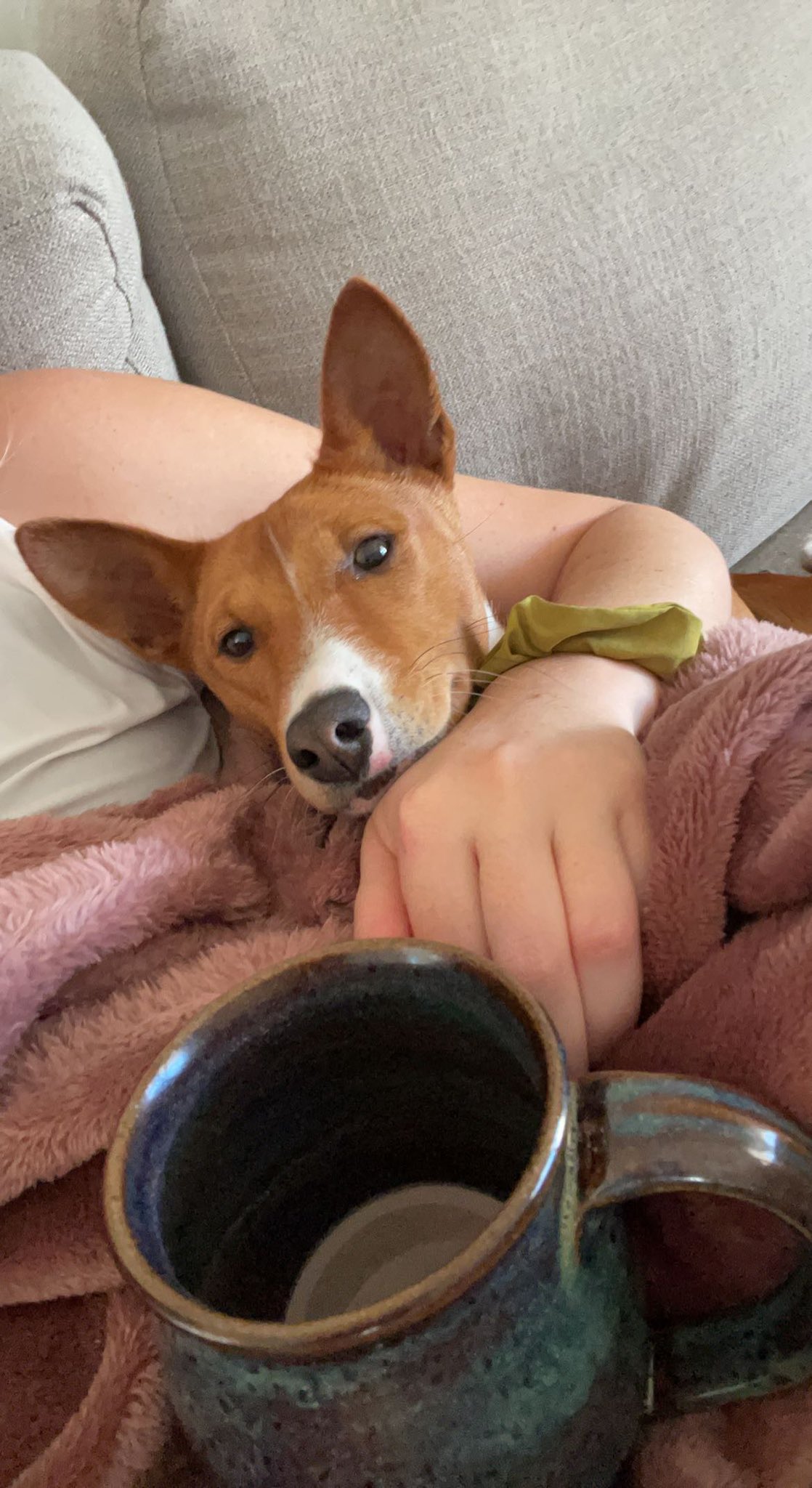 Are All Basenjis Such Cuddle Bugs