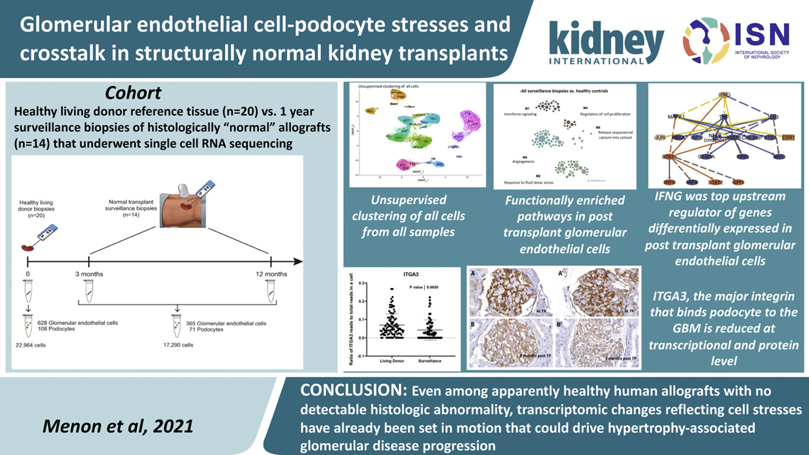 Glomerular Endothelial Cells