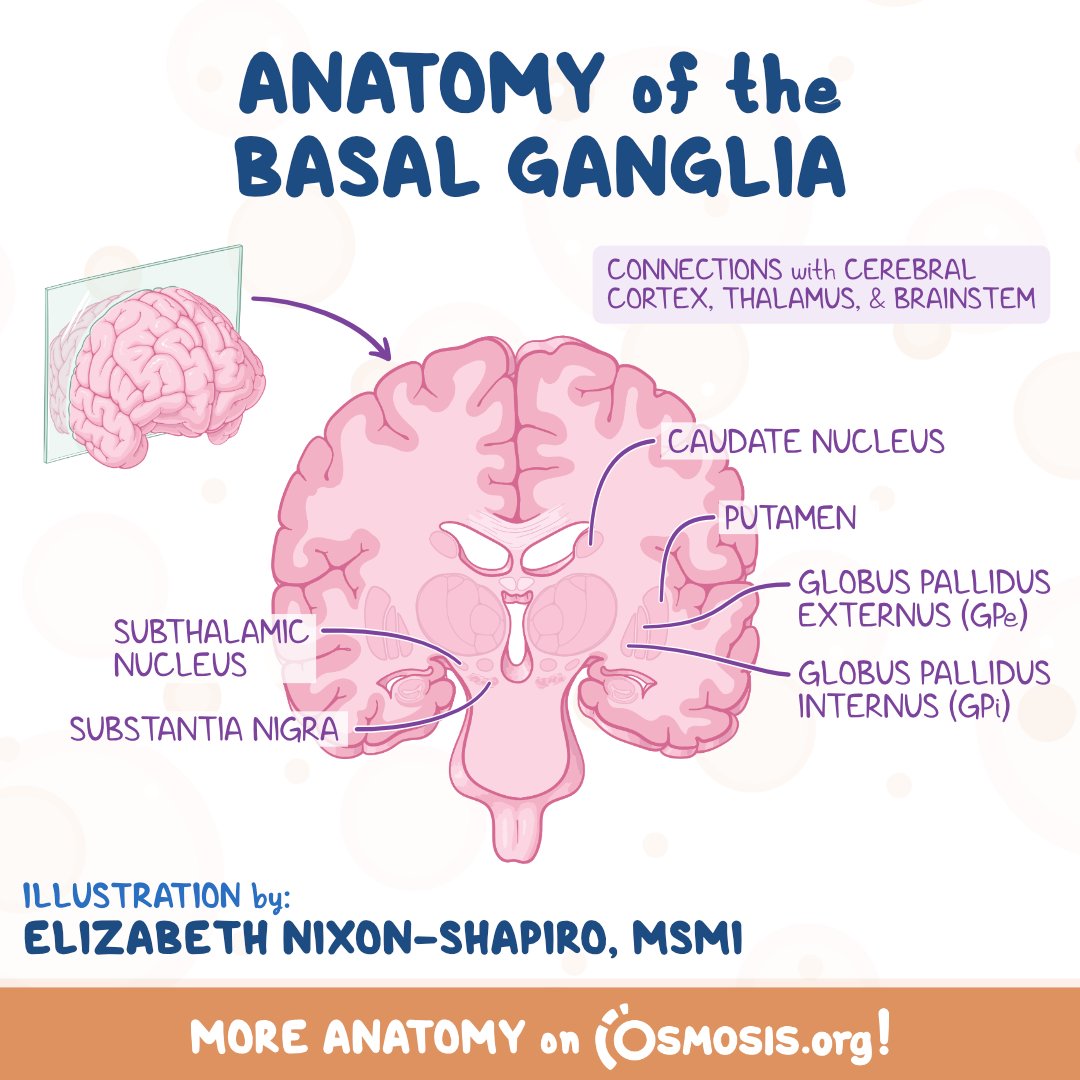 Caudate Nucleus And Thalamus