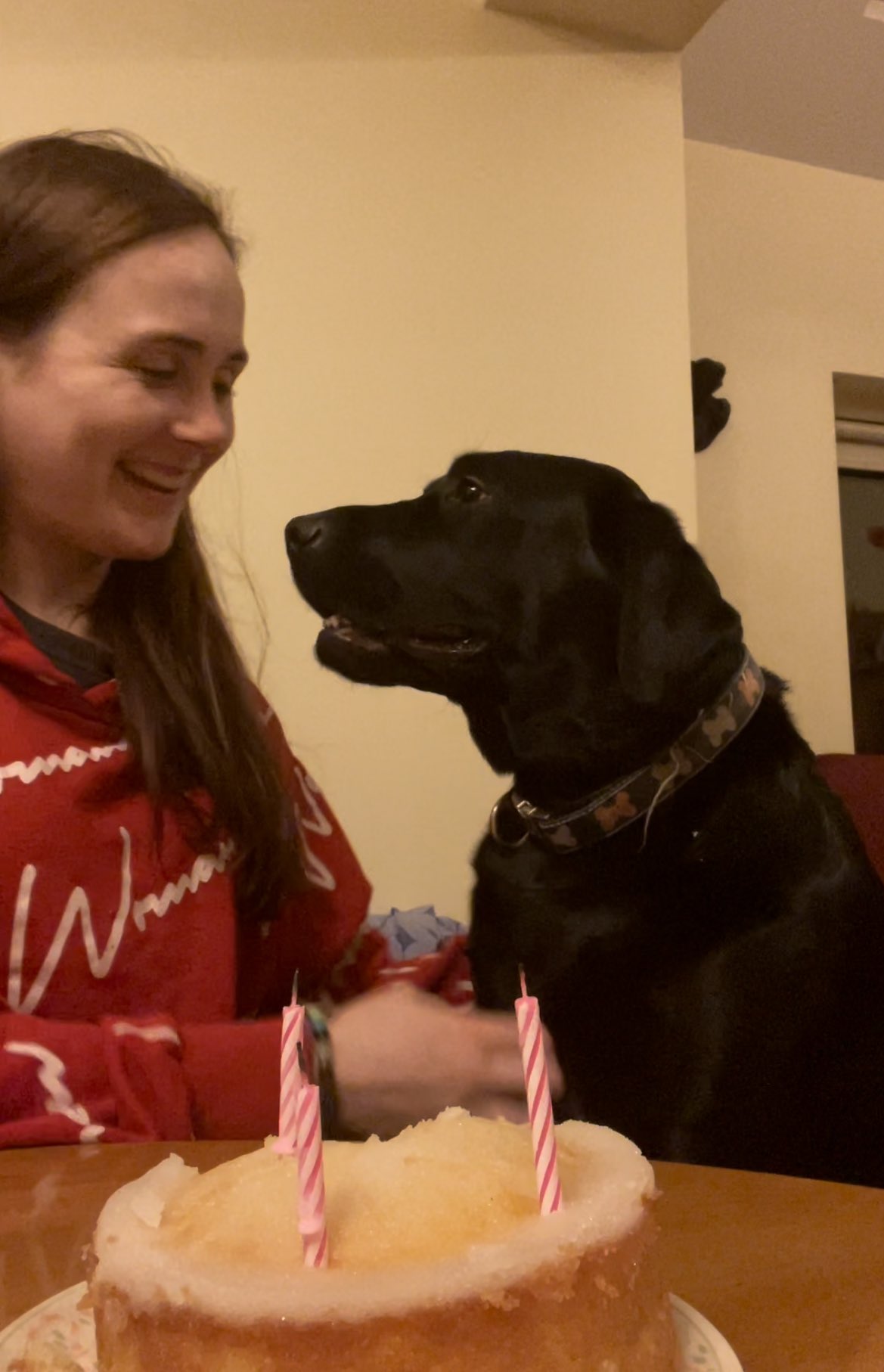 Dog Stealing Birthday Cake