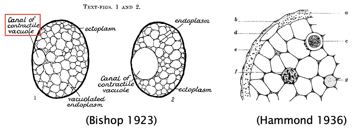 Spirostomum Diagram