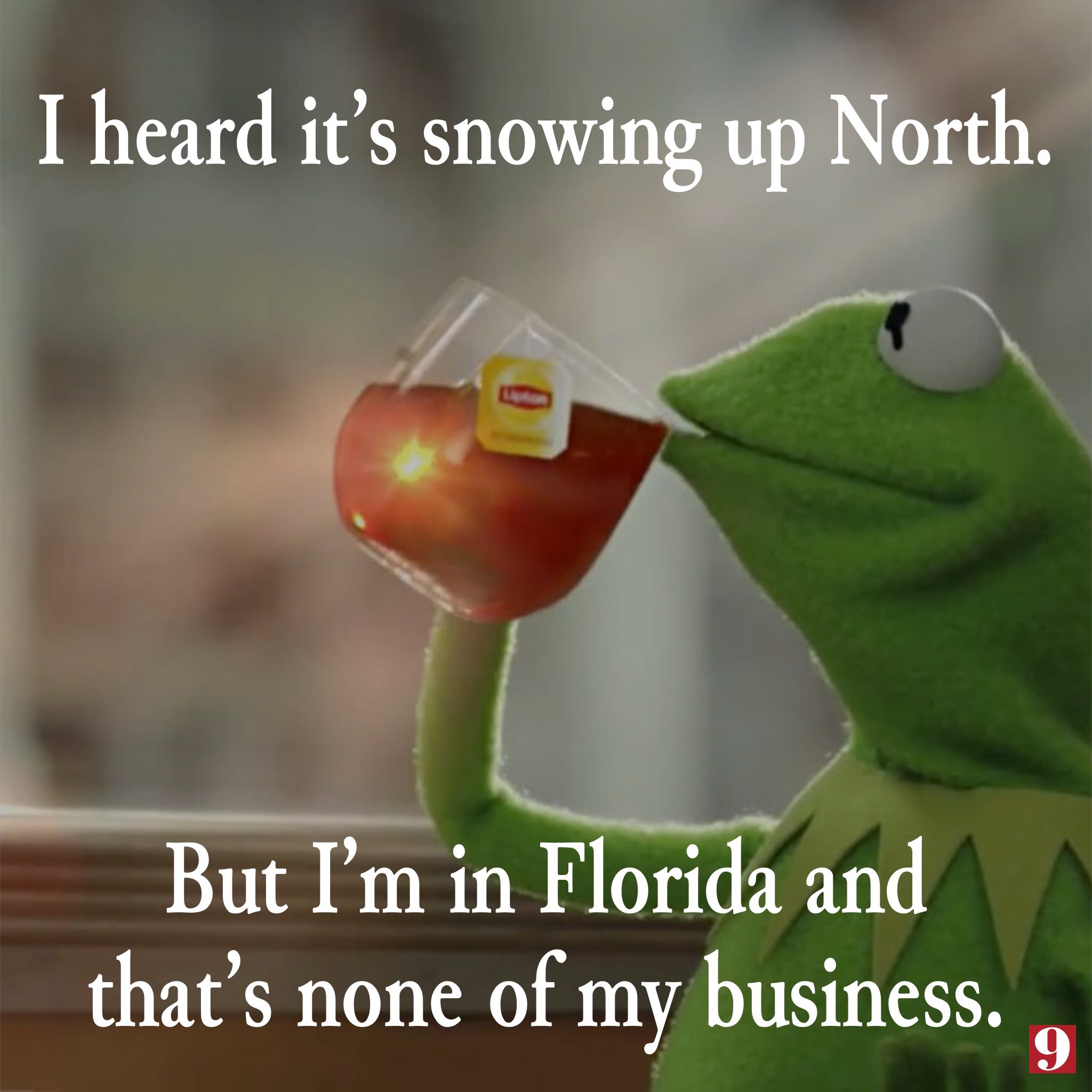 Kermit The Frog None Of My Business