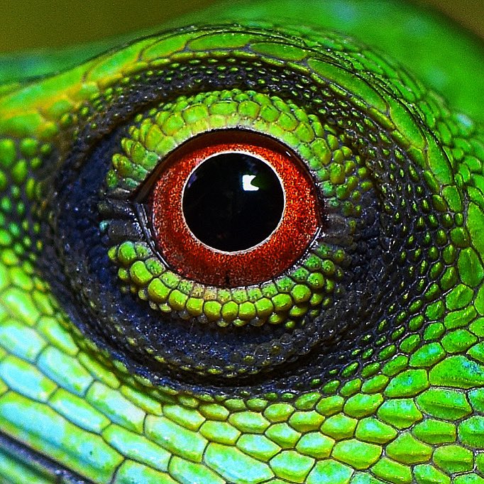 Reptile Eye Close Up