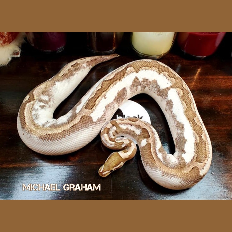 Sugar Pastel Ball Python