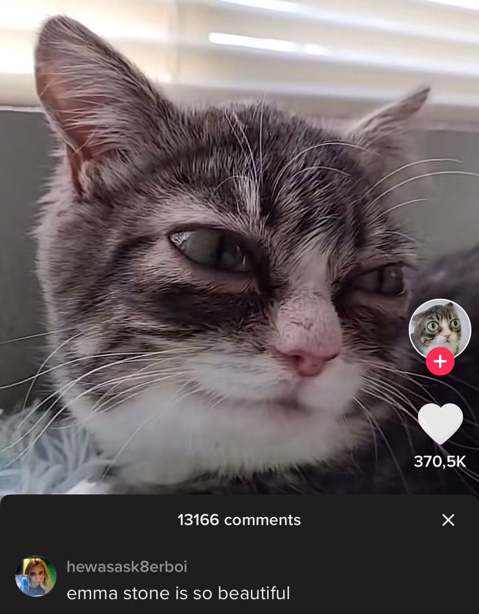 So Beautiful Cat Meme