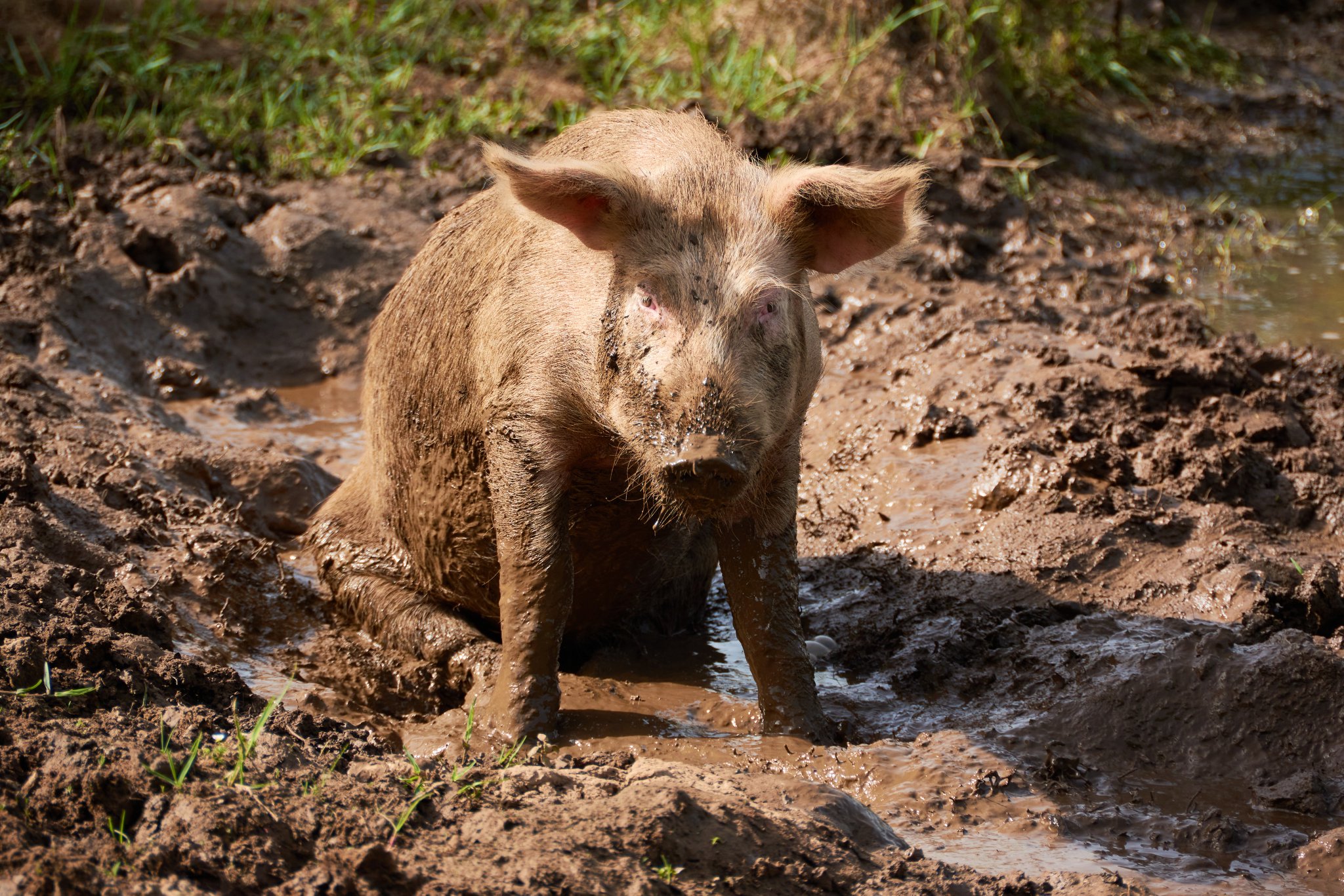 Happy Pigs In Mud