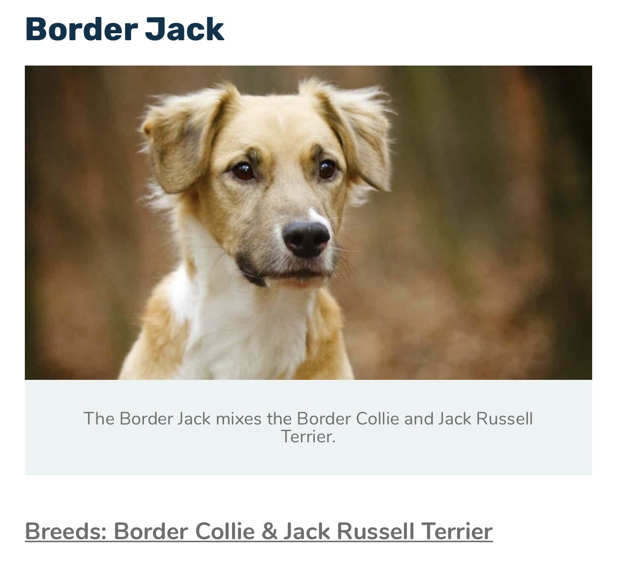 Border Jack
