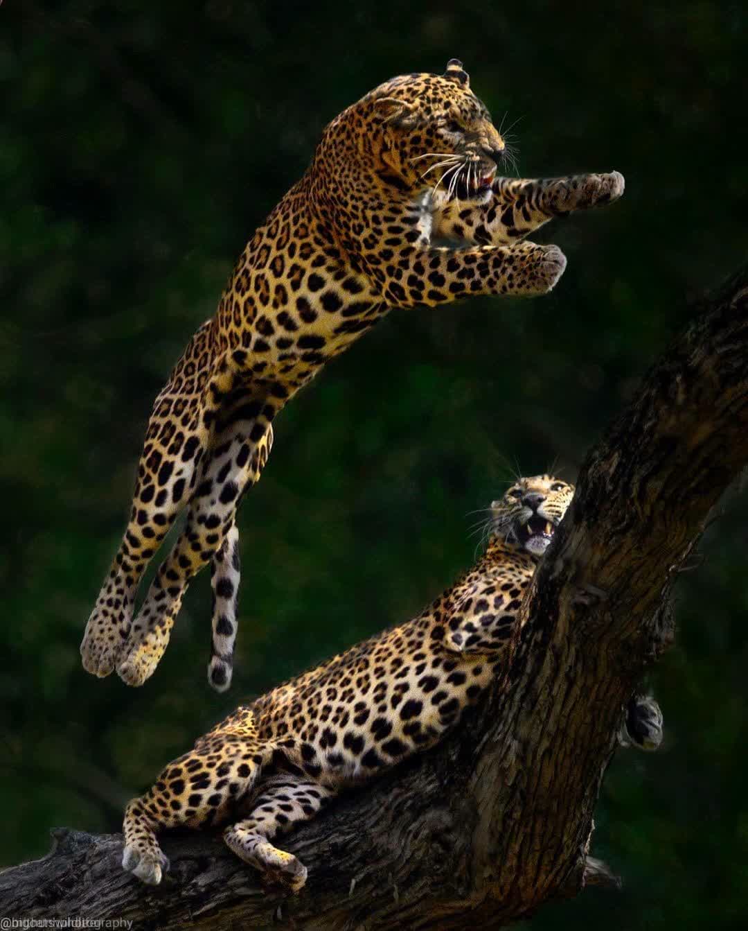 Jaguar Jumping Up