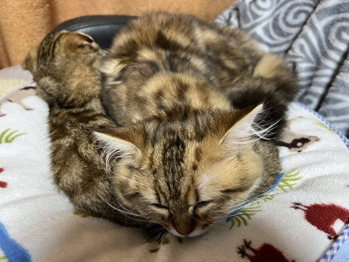 ビールねこ (@BEER_neko2) | Twitter