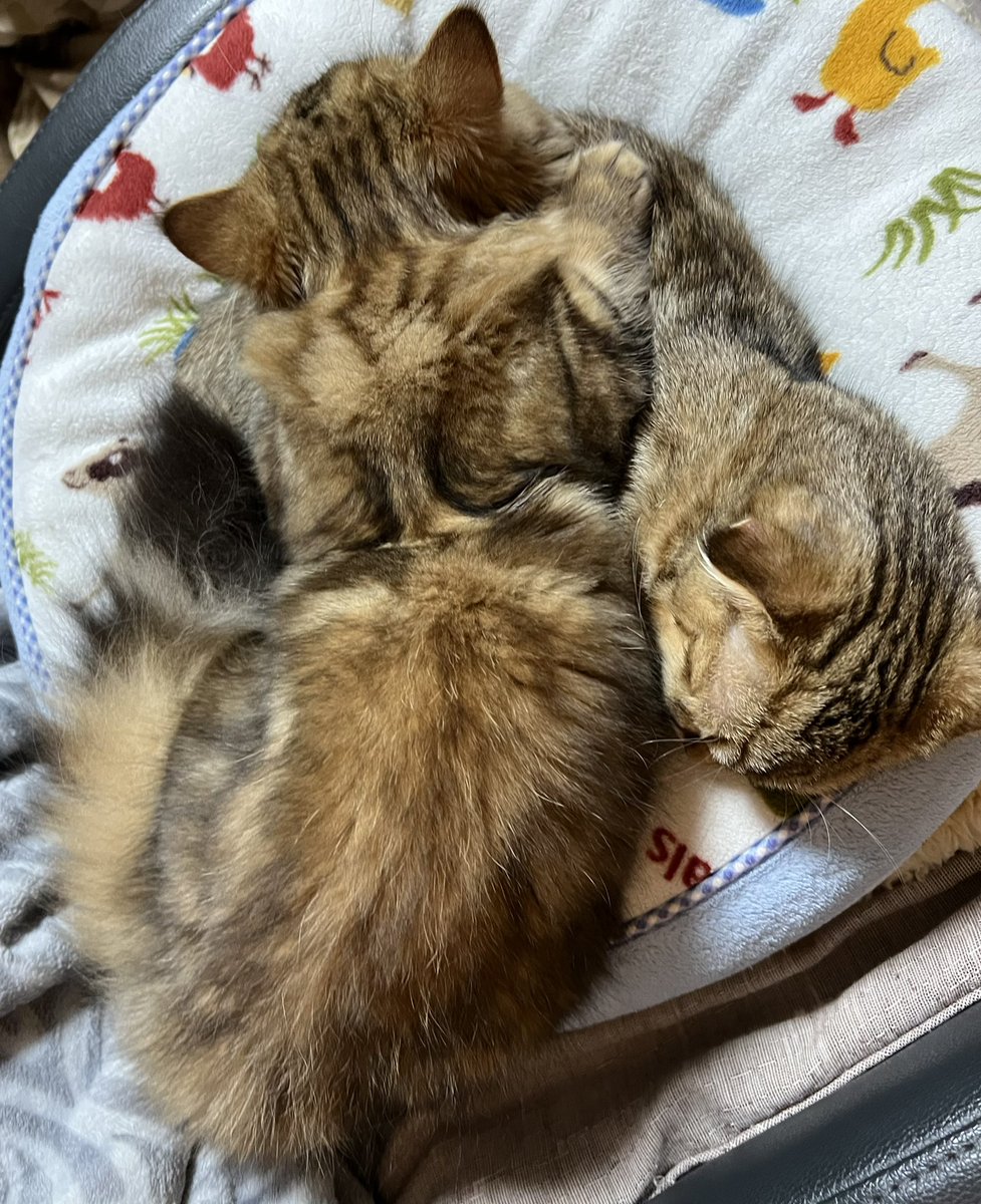 ビールねこ (@BEER_neko2) | Twitter