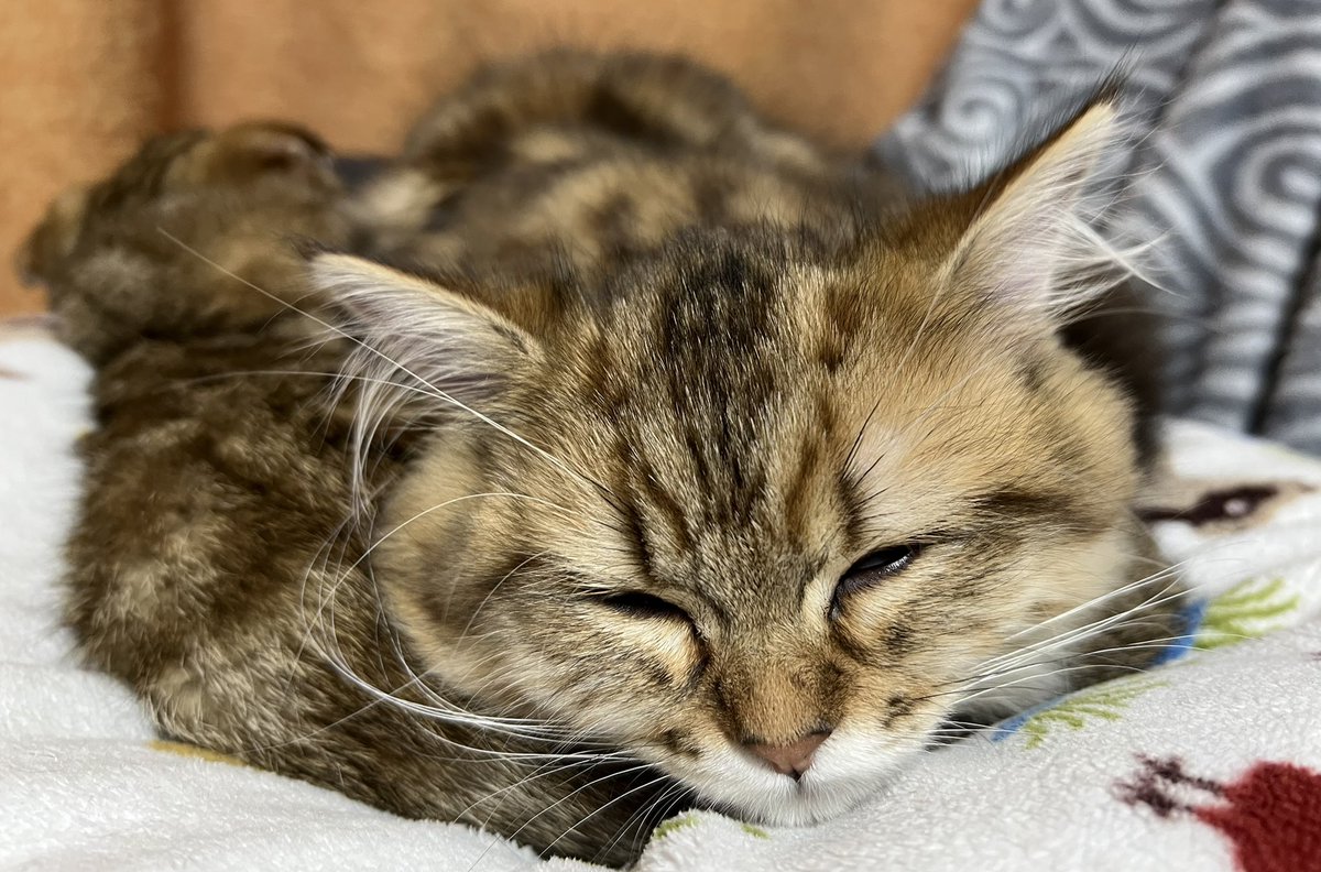 ビールねこ (@BEER_neko2) | Twitter