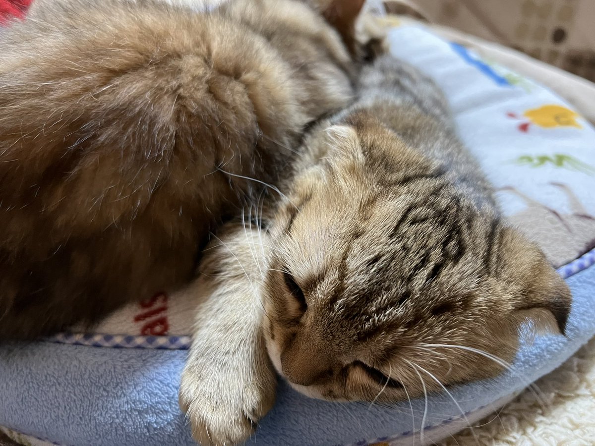 ビールねこ (@BEER_neko2) | Twitter