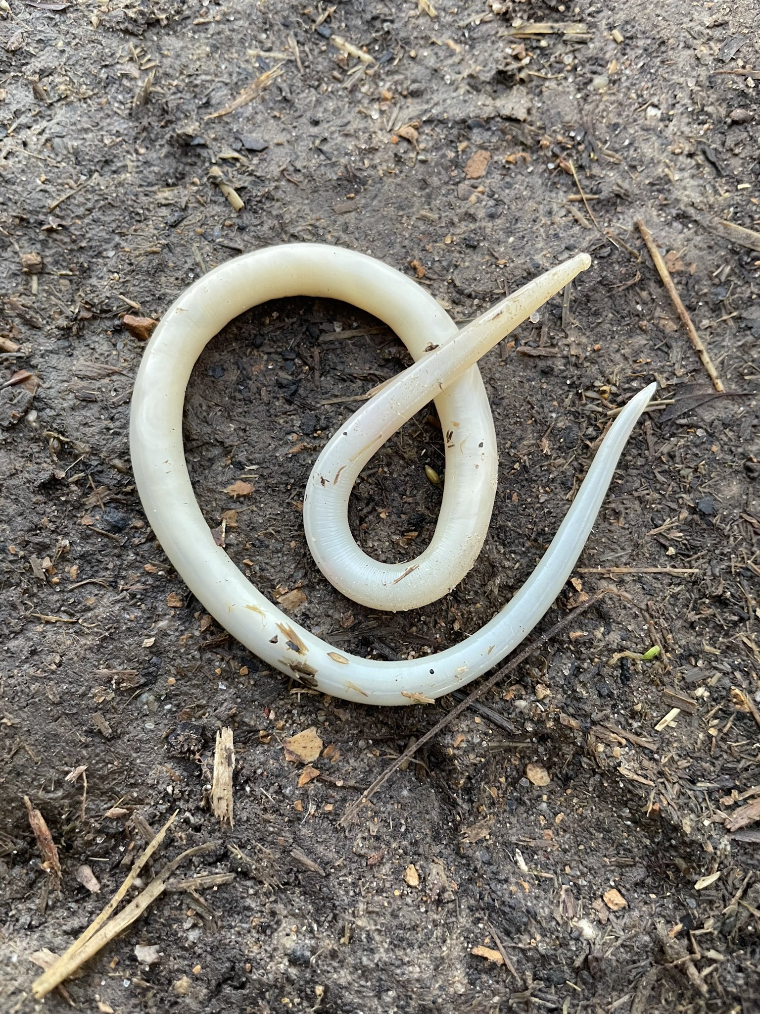 Parascaris Equorum