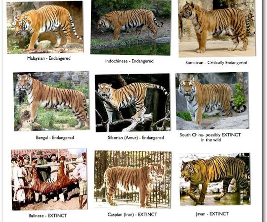 Tiger Subspecies