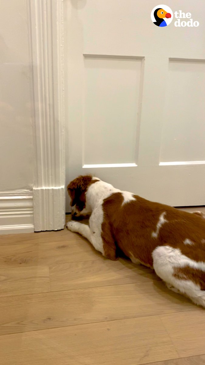 Socially awkward dog waits at the door for two weeks for his new best ...