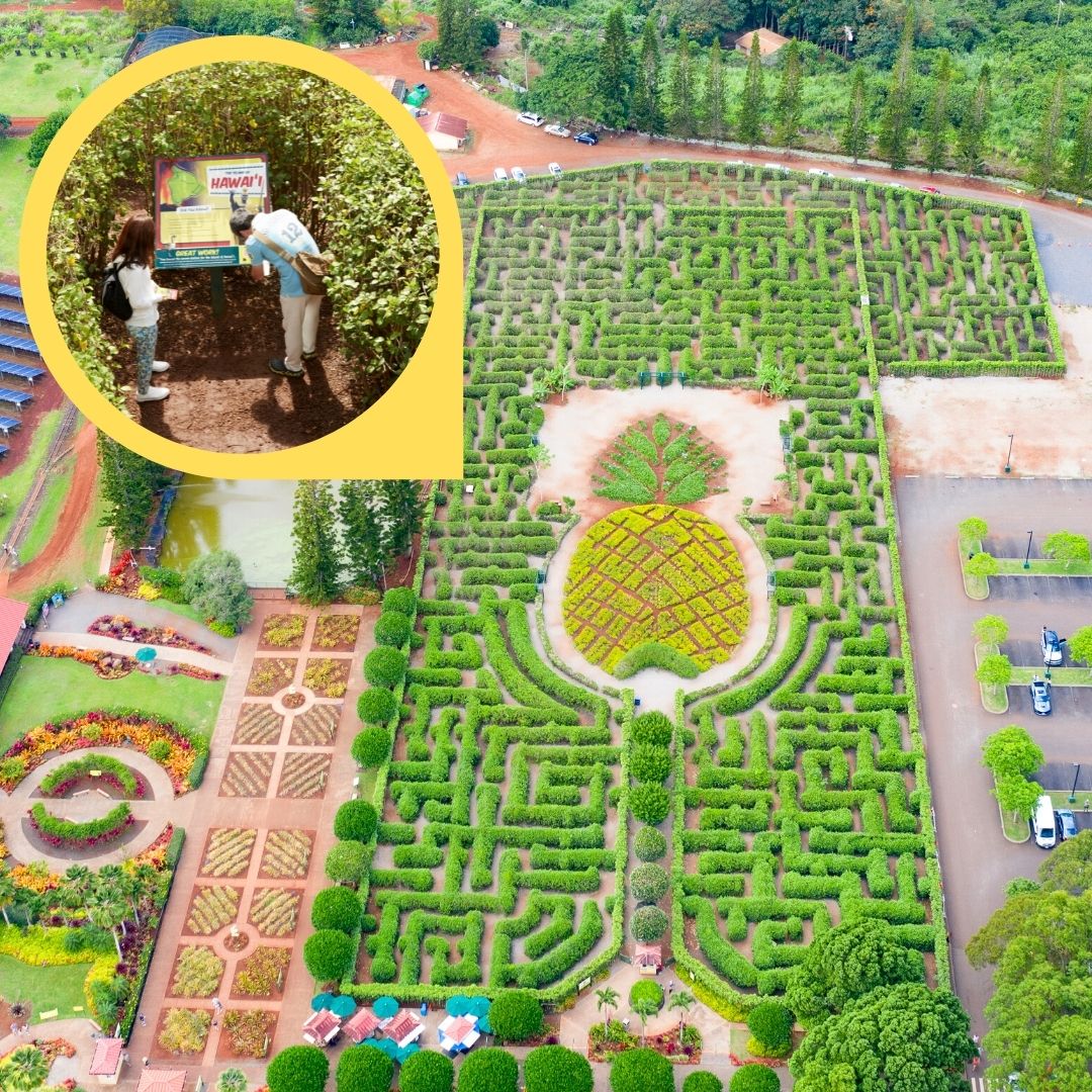 Dole Pineapple Plantation Maze Dole Pineapple Plantation Wahiawa,