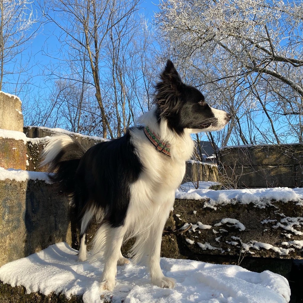 Do Border Collies Have Curly Tails