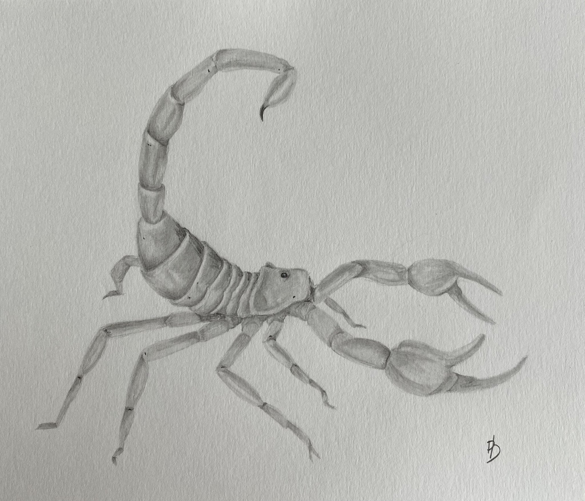 Realistic Scorpion Drawing