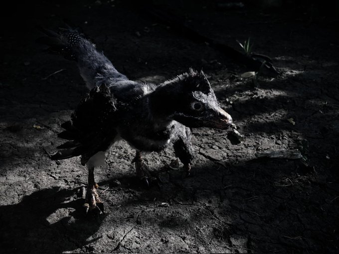 🪶Archesuchus 🏳️‍🌈 (@_Archesuchus_) さんのイラスト・マンガ作品まとめ (27 件) - Twoucan