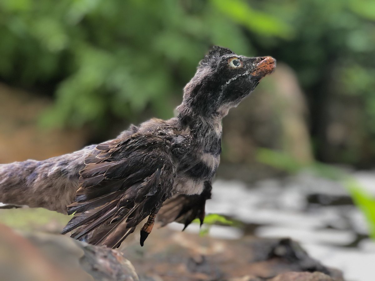 🪶Archesuchus 🏳️‍🌈 (@_Archesuchus_) さんのイラスト・マンガ作品まとめ (27 件) - Twoucan