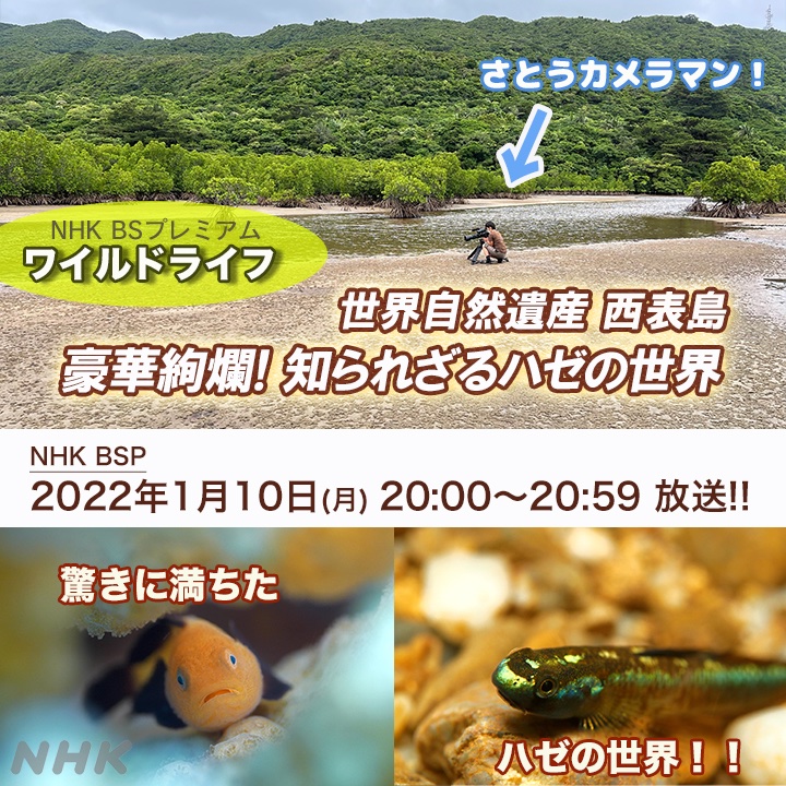 日本水中映像 on Twitter: "番組放送のお知らせ !! NHK BSP ワイルドライフ 「世界自然遺産 西表島 豪華絢爛！知られざるハゼの世界」 2022年1月10日 (月)よる8時 ...
