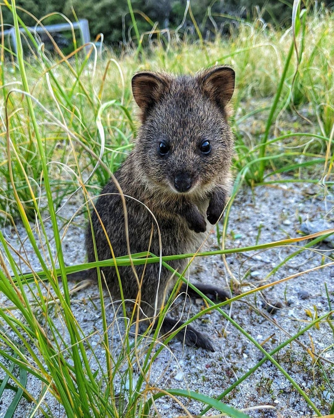 Quokka Baby Hello There! Little Quokka Joey Debuts At Adelaide Zoo!