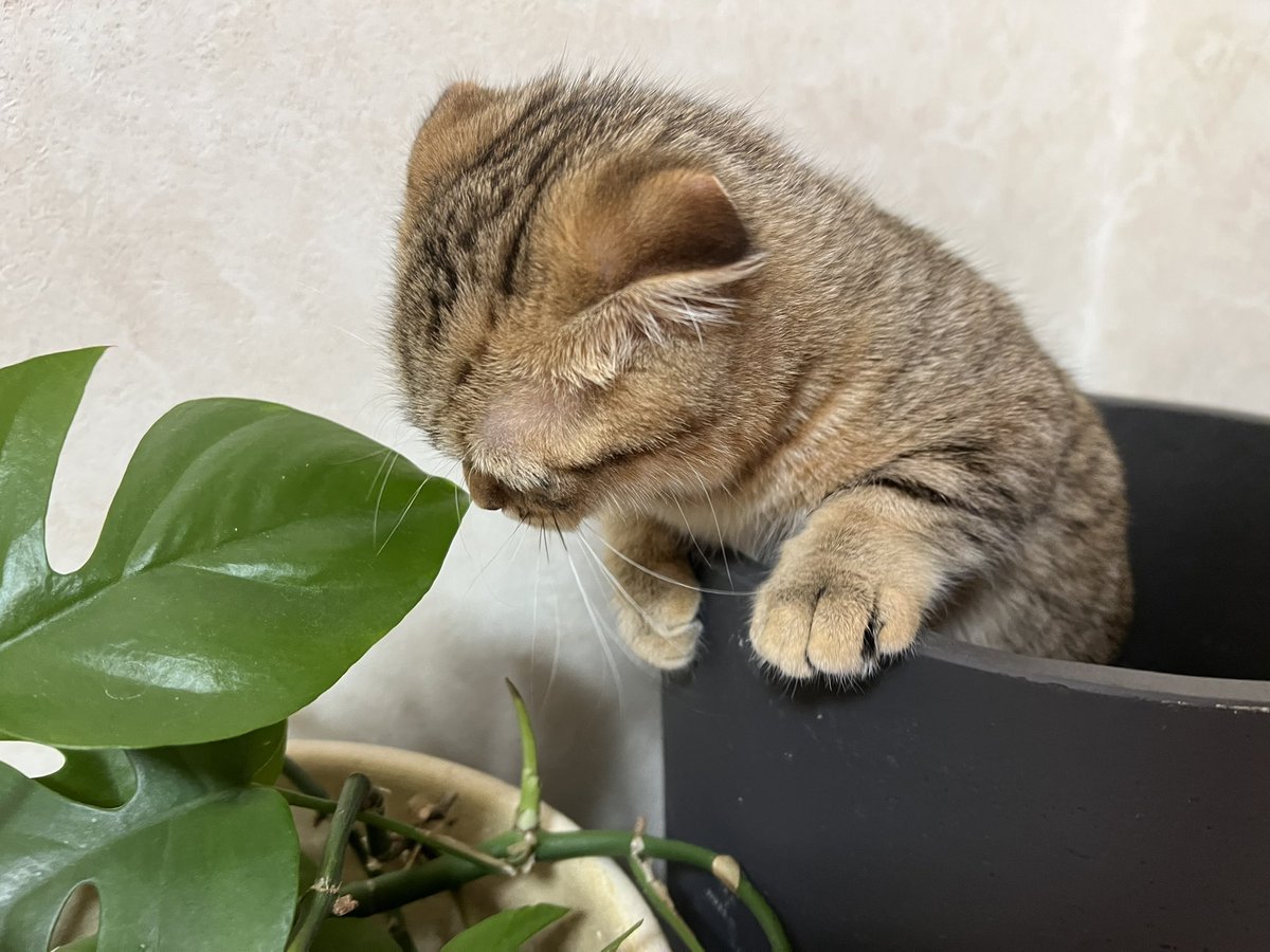 ビールねこ (@BEER_neko2) | Twitter