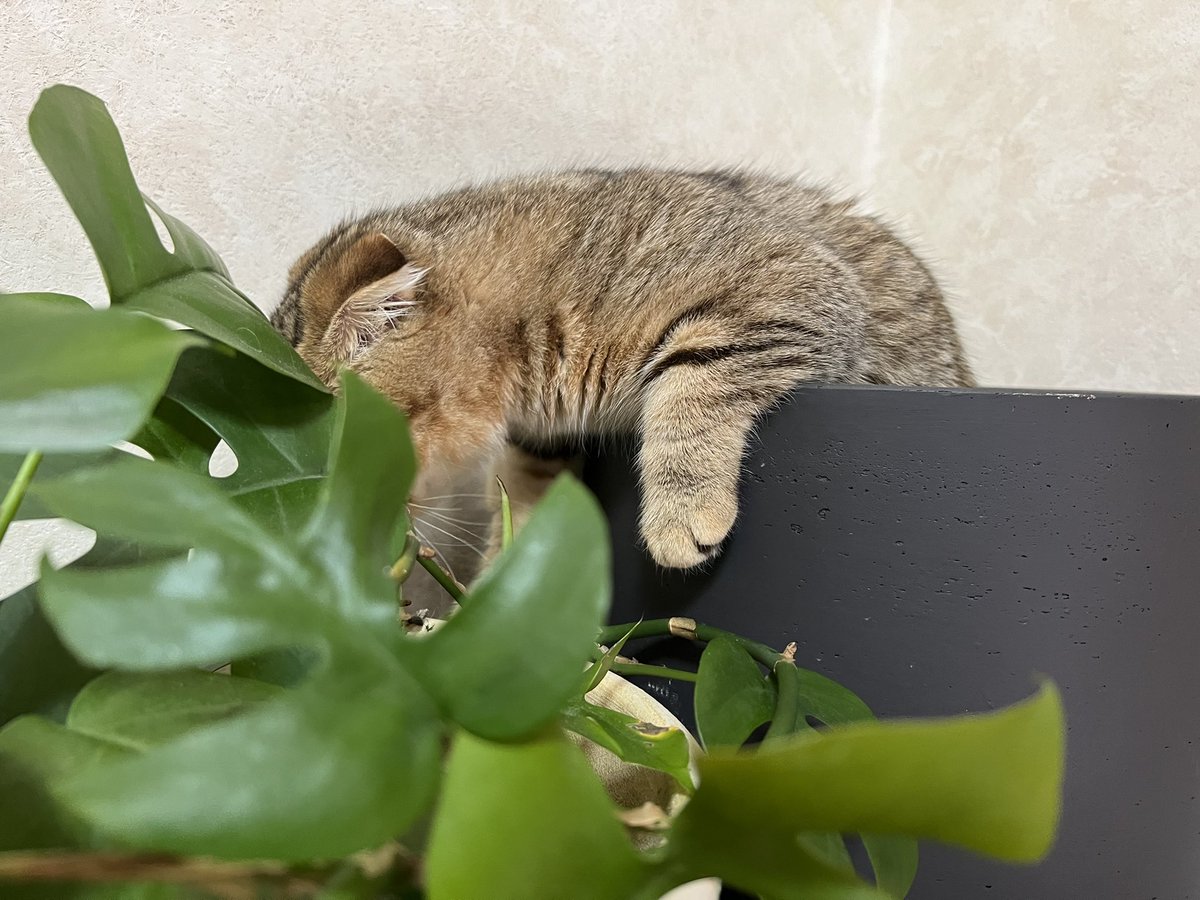 ビールねこ (@BEER_neko2) | Twitter