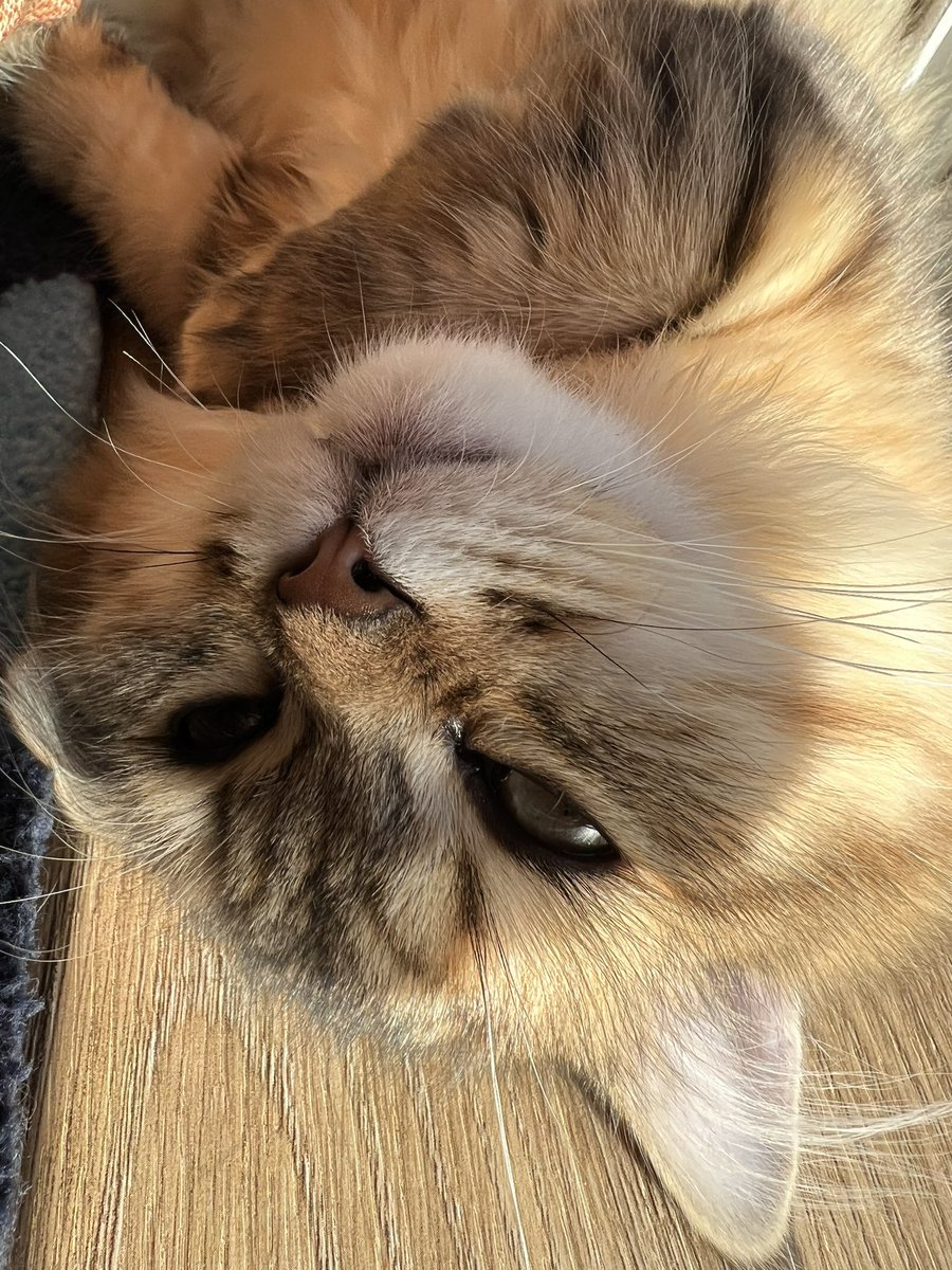 ビールねこ (@BEER_neko2) | Twitter