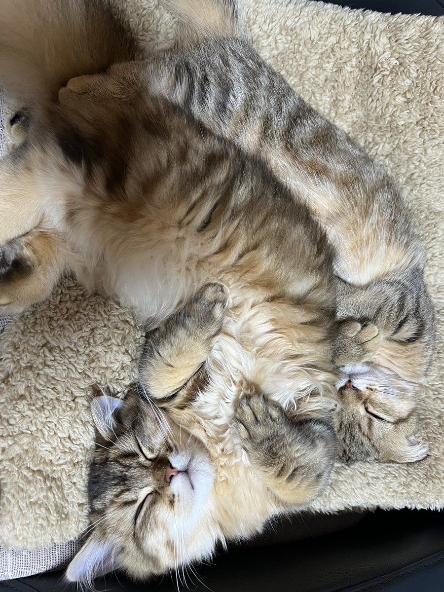 ビールねこ (@BEER_neko2) | Twitter