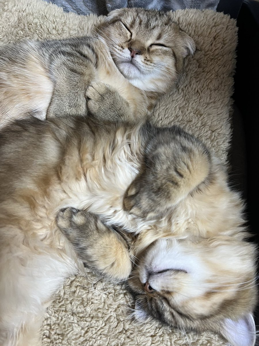 ビールねこ (@BEER_neko2) | Twitter