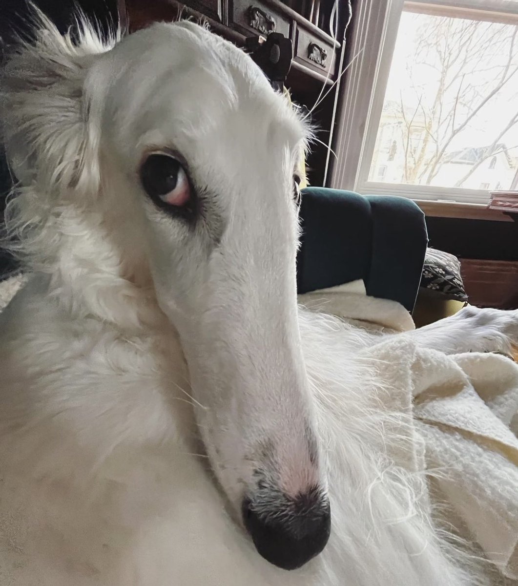 Are Borzoi Noisy