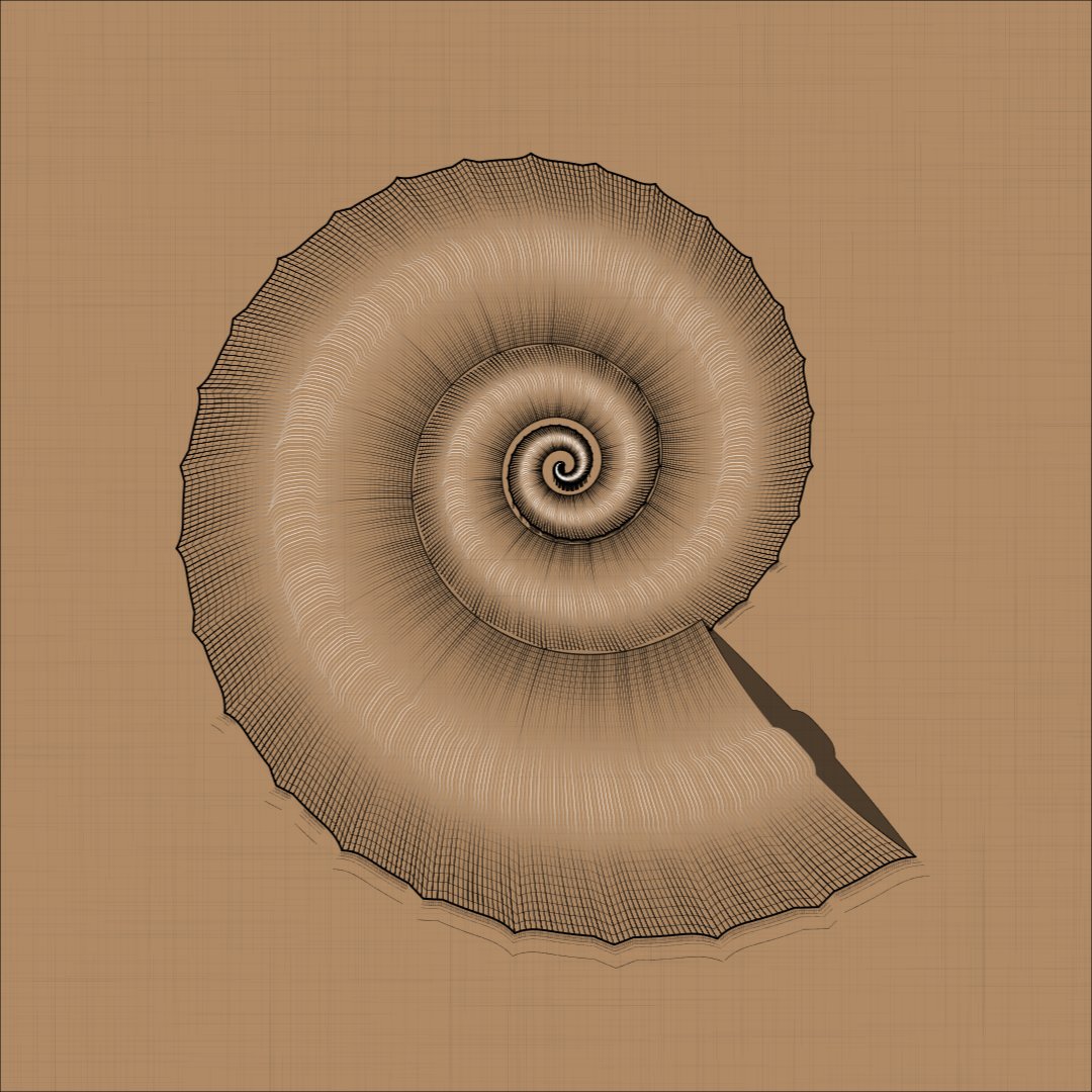 Ammonite Drawing